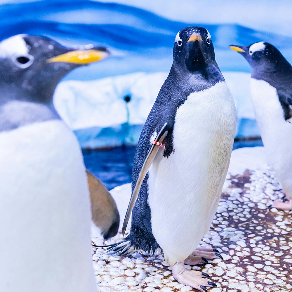 אקווריום סי לייף לונדון - mrtickets.co.il